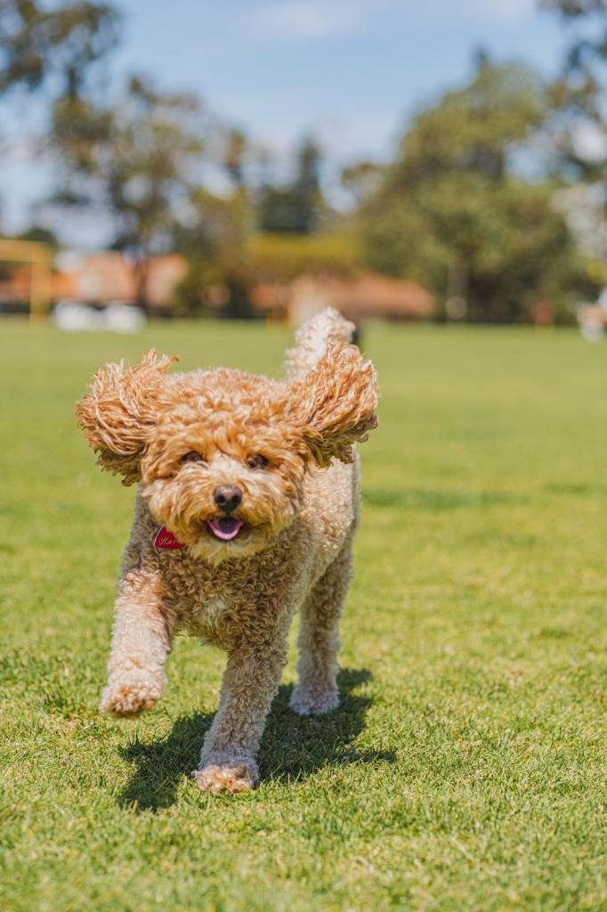 Best Atlanta Dog Parks